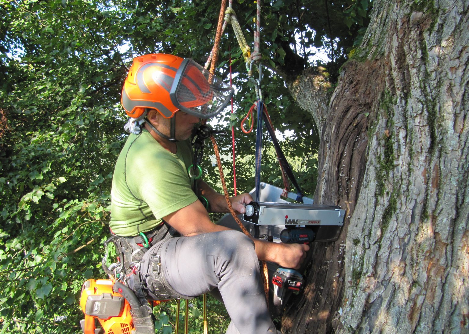 Treeletics Baumpflege - Baumgutachten in Potsdam und Umgebung